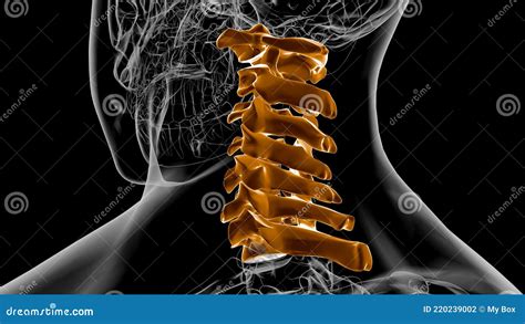 Human Skeleton Vertebral Column Cervical Vertebrae Anatomy 3D Stock