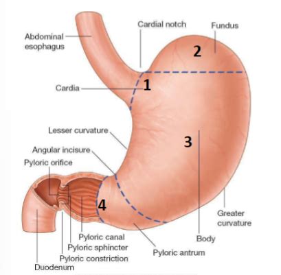 Histology Of The Esophagus And Stomach Flashcards Quizlet