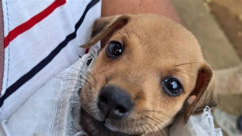 Sepa Cu Les Son Los Puntos De Atenci N Veterinaria Y Adopci N Este Nov