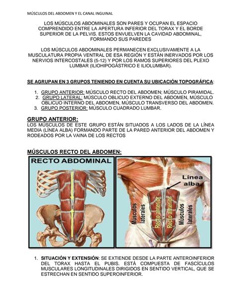 Solution Resumen De M Sculos Del Abdomen Y Canal Inguinal Studypool