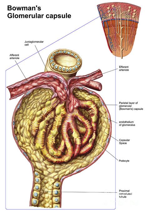 Anatomy Of Bowmans Glomerular Capsule 1 Digital Art By Stocktrek