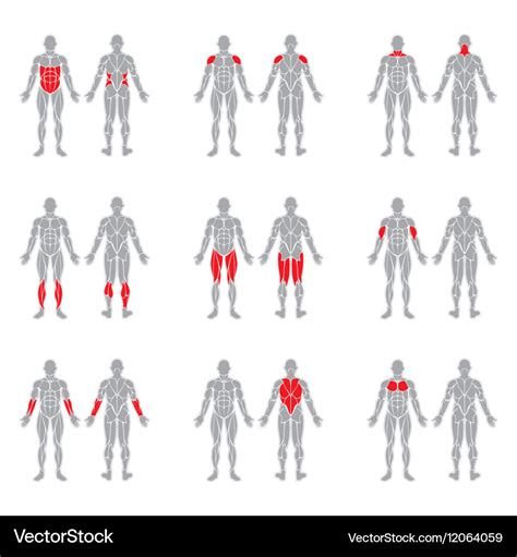 Human Body Muscles Royalty Free Vector Image VectorStock