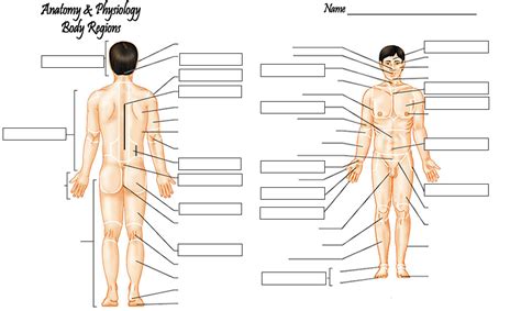Body Regions Anterior View Pt Diagram Quizlet