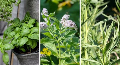 Plantes Aromatiques 12 Conseils Pour Bien Les Cultiver