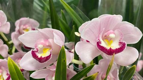 Quelles sont les variétés d orchidées que vous pouvez planter à l