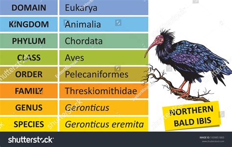 Hierarchy Of Biological Classification