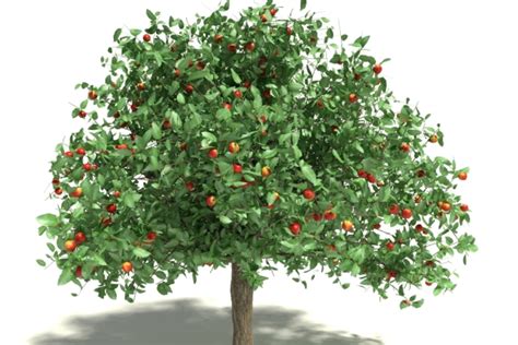 Kirschbaum Umpflanzen So Gelingt Der Standortwechsel