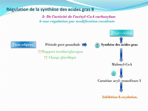 PPT METABOLISME DES ACIDES GRAS PowerPoint Presentation Free