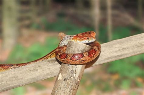 How Often Do Corn Snakes Shed Their Skin Nature Blog Network
