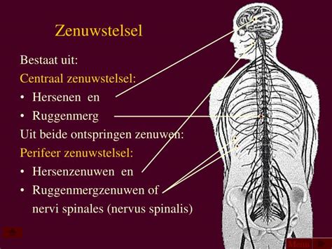PPT ZENUWSTELSEL PowerPoint Presentation ID 5703233