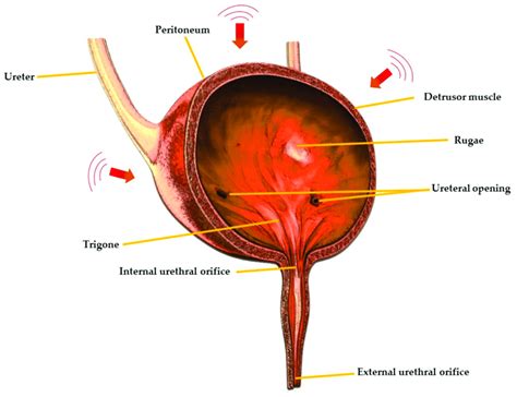 Bladder Diagram