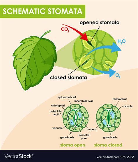 Diagram Showing Schematic Stomata Royalty Free Vector Image