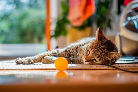 Por Qué Vomitan los Gatos Doctora Cats