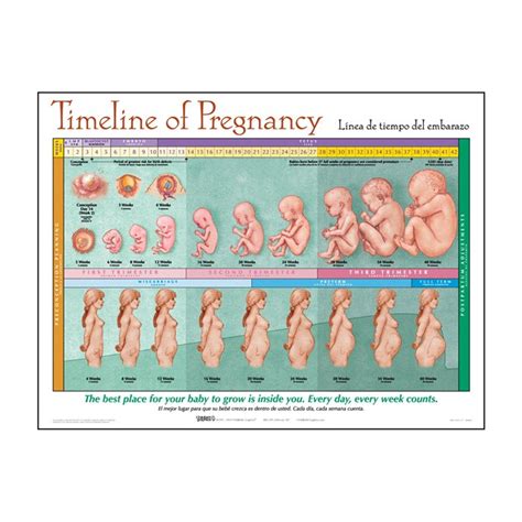 Timeline Of Pregnancy Laminated Chart 90823 Antenatal Education Chart