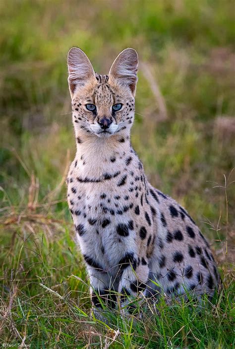 Serval Artofit