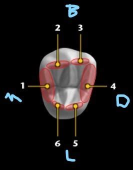 Occlusal Table Of Perm Premolars Diagram Quizlet