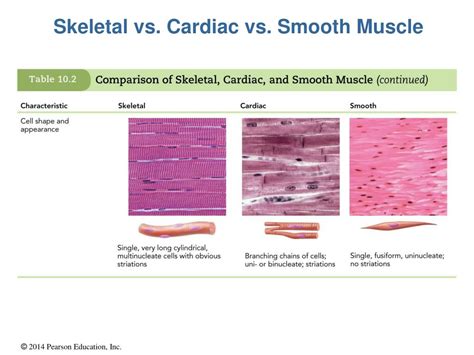 Muscular Tissue Skeletal Smooth And Cardiac Muscle