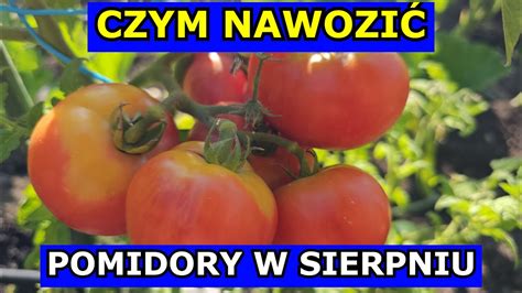 Czym Nawozić Pomidory w Sierpniu aby NIE STRACIĆ PLONÓW Nawożenie