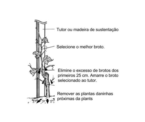 Guia Completo De Como Plantar Uva Em Casa Vittis