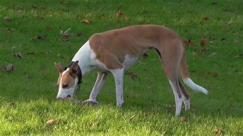 Qué hacer si su perro se ha comido una ardilla Guía para dueños de
