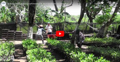 Ecosistemas acuáticos de México manglares Agua org mx