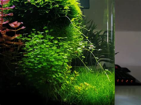 Dennerle Nano Cube 20L Aquarium Einrichtungsbeispiel