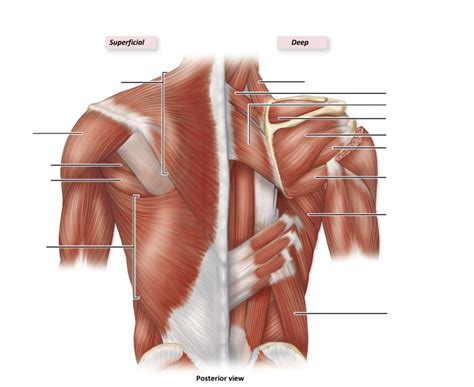 Anatomy Exam Posterior Thoracic Muscles Muscles That Move The