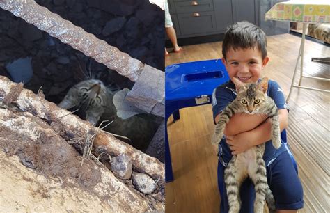 Gata sumida há dois dias é achada em bueiro e devolvida ao dono de 4