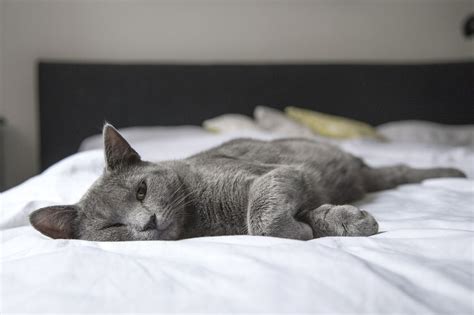 Donner Un M Dicament Liquide Un Chat Comment S Y Prendre