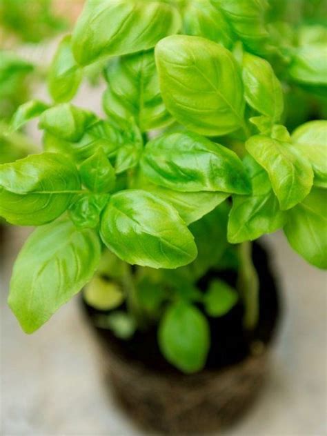 Plantas Medicinales Que Podemos Cultivar En Casa Artofit