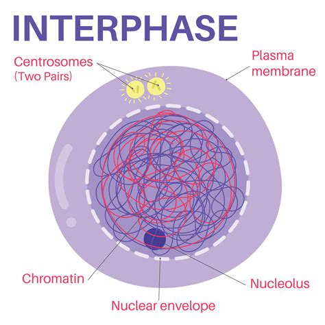 Interphase Is The Portion Of The Cell Cycle Vector Art At