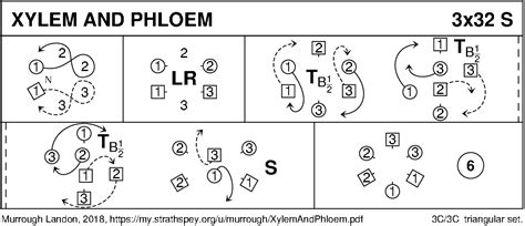 Xylem And Phloem Diagram Xylem Phloem Plant Gfycat Anatomy Plant