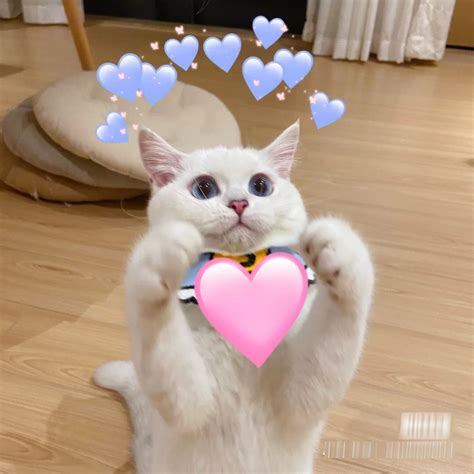Tổng hợp 100 ảnh trái tim meme hài hước và độc đáo
