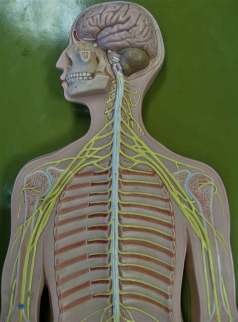 Nervous System Diagram Quizlet