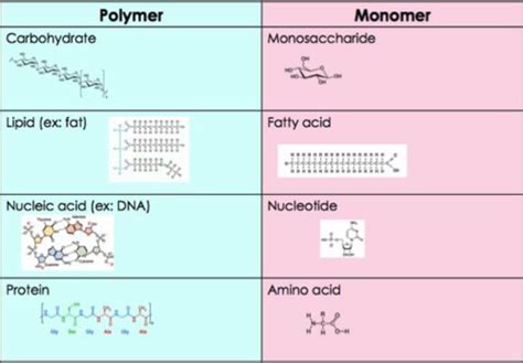 Macromolecules Flashcards Quizlet