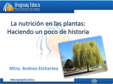 PPT La nutriciÃ³n en las plantas Haciendo un poco de historia