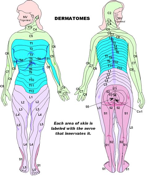 Free Printable Dermatome Chart
