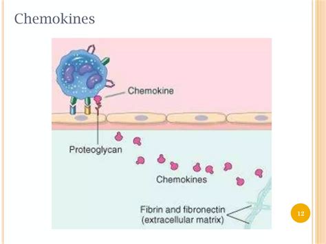 Chemical Mediators Of Acute Inflammation PPT