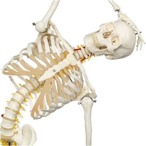 Buy Teaching Model Life Size Human Skeleton Model Flexible Skeleton