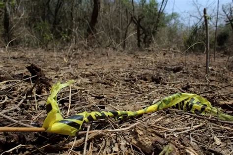 Hallan Cuerpos En Fosa Clandestina De Punta Puquita En Alvarado