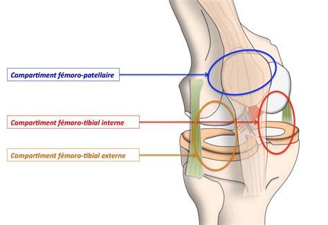 Anatomie du genou Clinique Ostéo Articulaire des Cèdres Grenoble