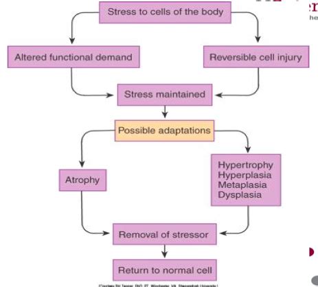 Intro To Musculoskeletal Pathophysiology Flashcards Quizlet