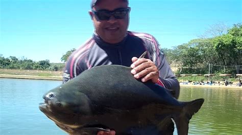 ESPECIAL DE 100 INSCRITOS NO PESQUEIRO BOITUPESCA YouTube