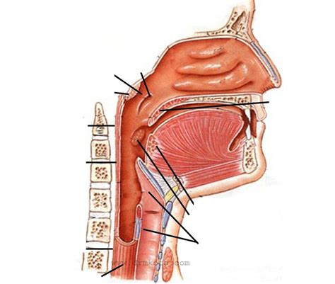 Nasal Cavity And Pharynx Diagram Quizlet