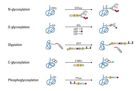 Post Translational Modifications Types And Functions