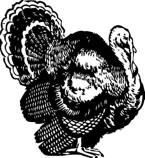 Turkey Clip Art Black And White ClipArt Best