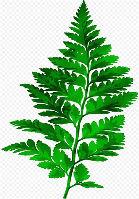 Naturaleza De Dibujos Animados Helecho Hoja Plantas Planta Vascular