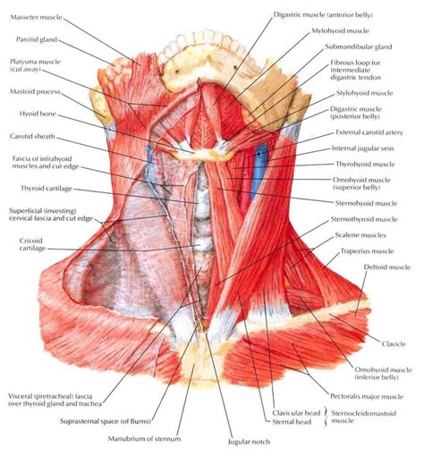 Throat And Neck Anatomy Muscles Of Neck Anterior View Dental Hygiene