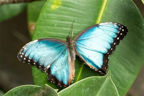 Schmetterling Falter Insekt Kostenloses Foto Auf Pixabay Pixabay