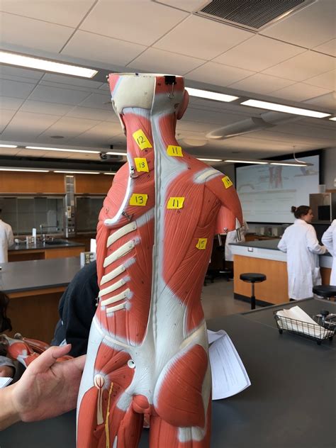 Superficial Muscles Of Thorax Shoulder And Back Diagram Quizlet